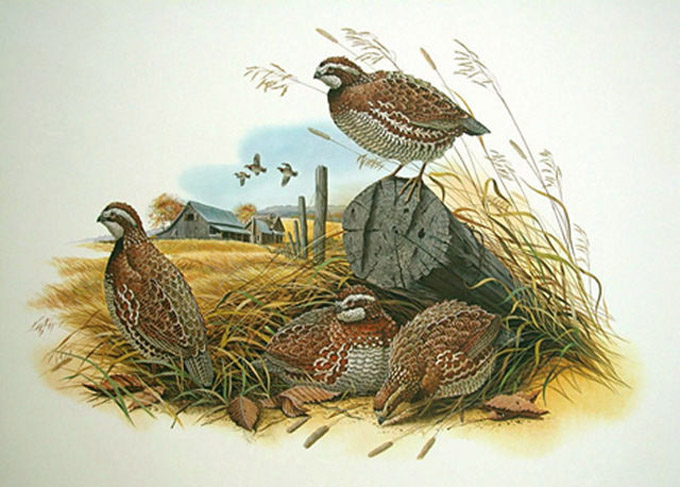 Bobwhite Quail Cross Stitch Pattern***look*** Buyers Can Download Your ...