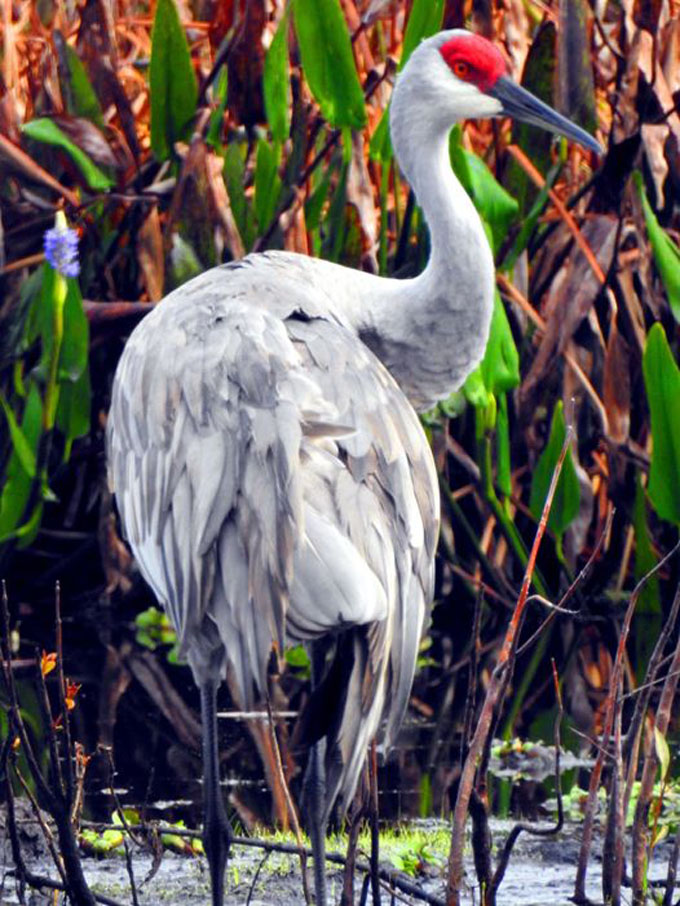 Beautiful Sandhill Crane Cross Stitch Pattern***look***buyers Can ...
