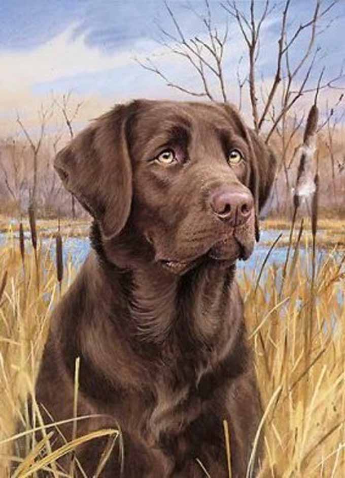 Chocolate Lab Cross Stitch Pattern***look***buyers Can Download Your ...
